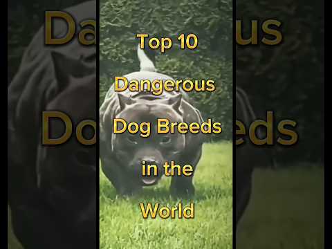Top 10 most dangerous dog in the world shorts | #shorts #dog #top10 #dangerous