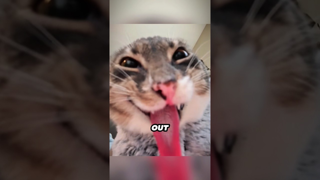 Meet Rigby 🐱 The Internet’s Funniest Cat #shorts #memes