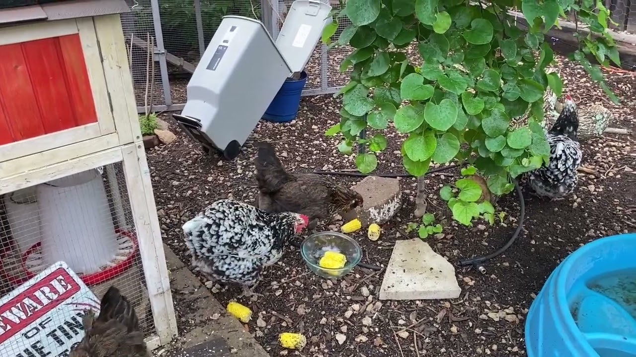 Breed Observation - Java