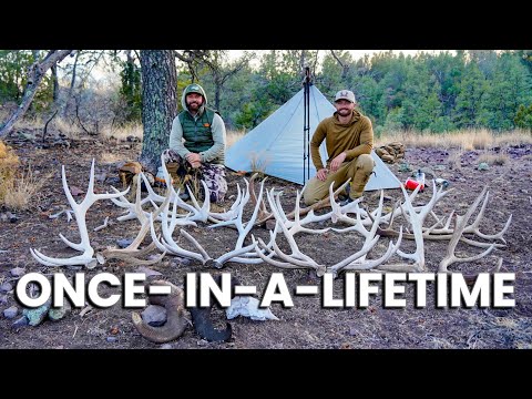 My BIGGEST Elk SHED Find of 2025! Plus SUPER RARE Bighorn Sheep | 4K
