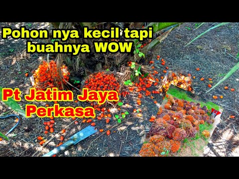 Manen Perdana Di Pt Jatim Jaya Perkasa/JJP