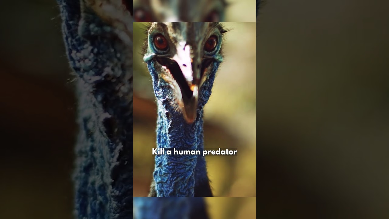 Cassowary Attacks Everything Which Moves