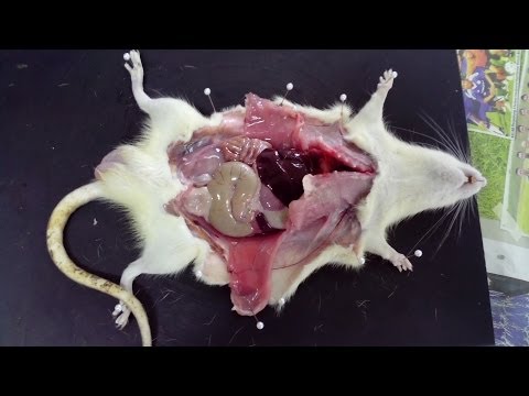 Rat dissection ( tutorial step by step )