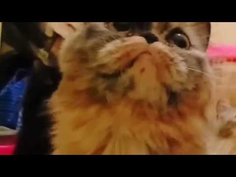 TORTOISESHELL CATS