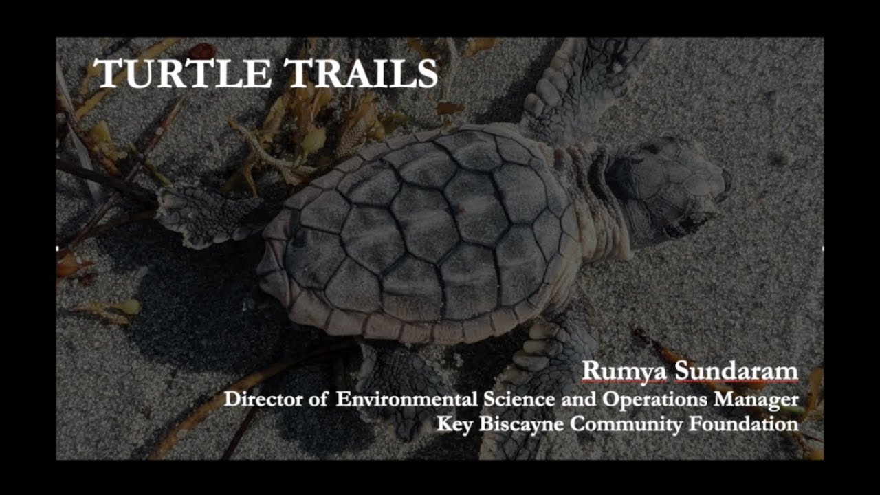Turtle Trails | Rumya Sundaram | Key Biscayne Citizen Science Project | 2025