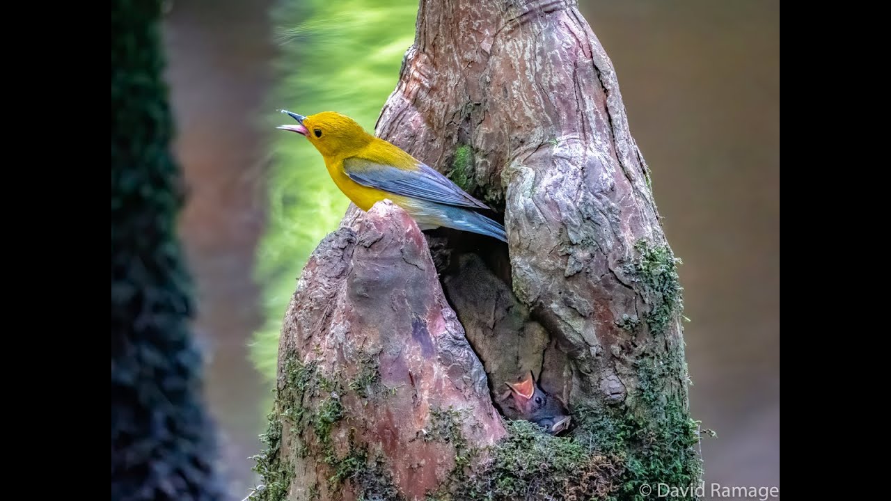 Prothonotary Warblers Nest in the Swamp