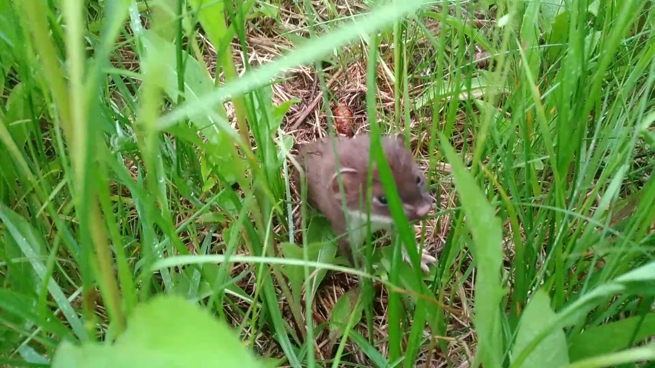 Angry weasel scaring my horse June 26