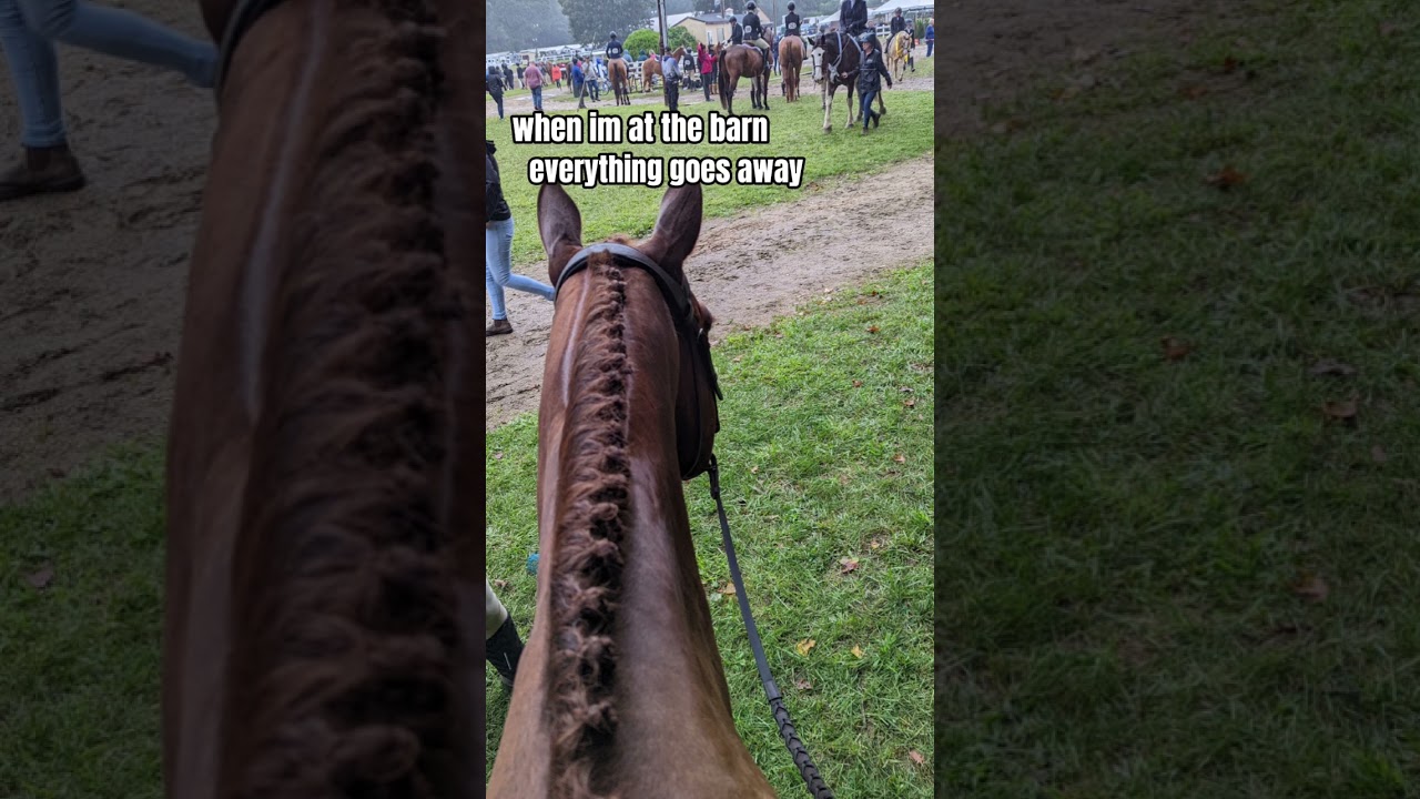 the barn is truly the best, and barn friends are just different ❤️ || #horse #barn #fypシ #template