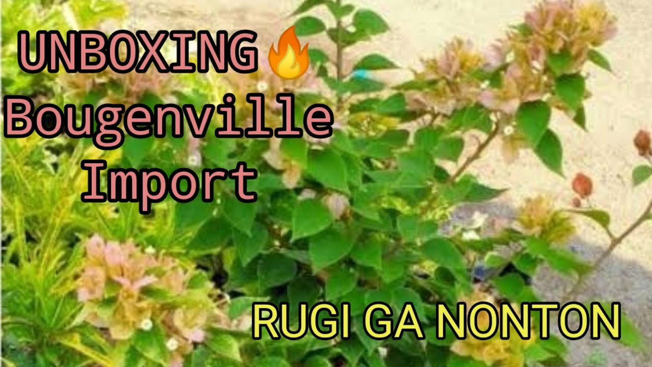 TONTON SAMPAI HABIS 🔥UNBOXING 🔥 BUNGA BOUGENVILLE SINGAPURA/ JEWEL 21/BOUGENVILLE JEPANG/ SAKURA