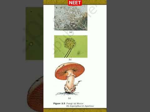 1.NCERT ALL DIAGRAMS COMPILED. CLASS 11 -BIOLOGICAL CLASSFICATION.#neet #biodiagram #neet2024 #ncert