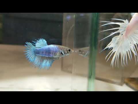 Critiquing Bettas (how I choose my pairs): Crowntail Edition!