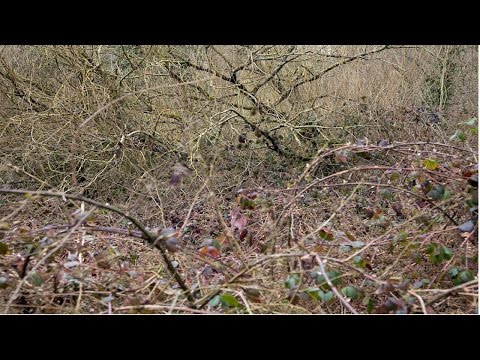 American Sign Language ASL Video Dictionary - briar pipe