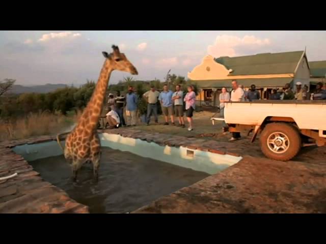 Giraffe rescued from swimming pool [Youtube video] | Discover Africa ...