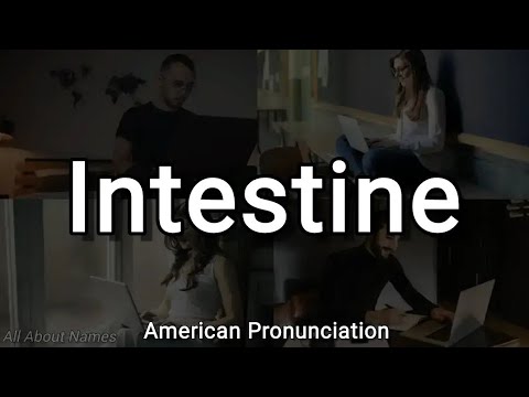 Intestine: American Pronunciation, Meaning, and Usage in Sentences