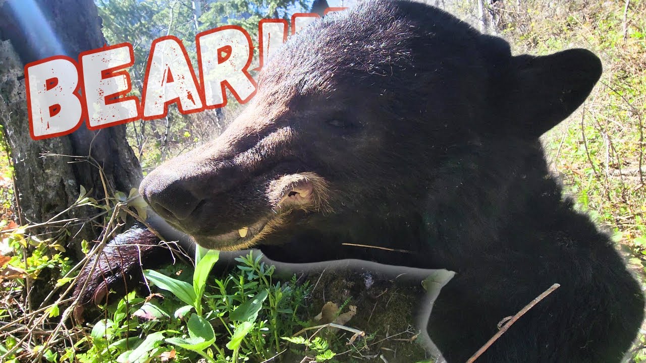 Chasing Wyoming Black Bears!
