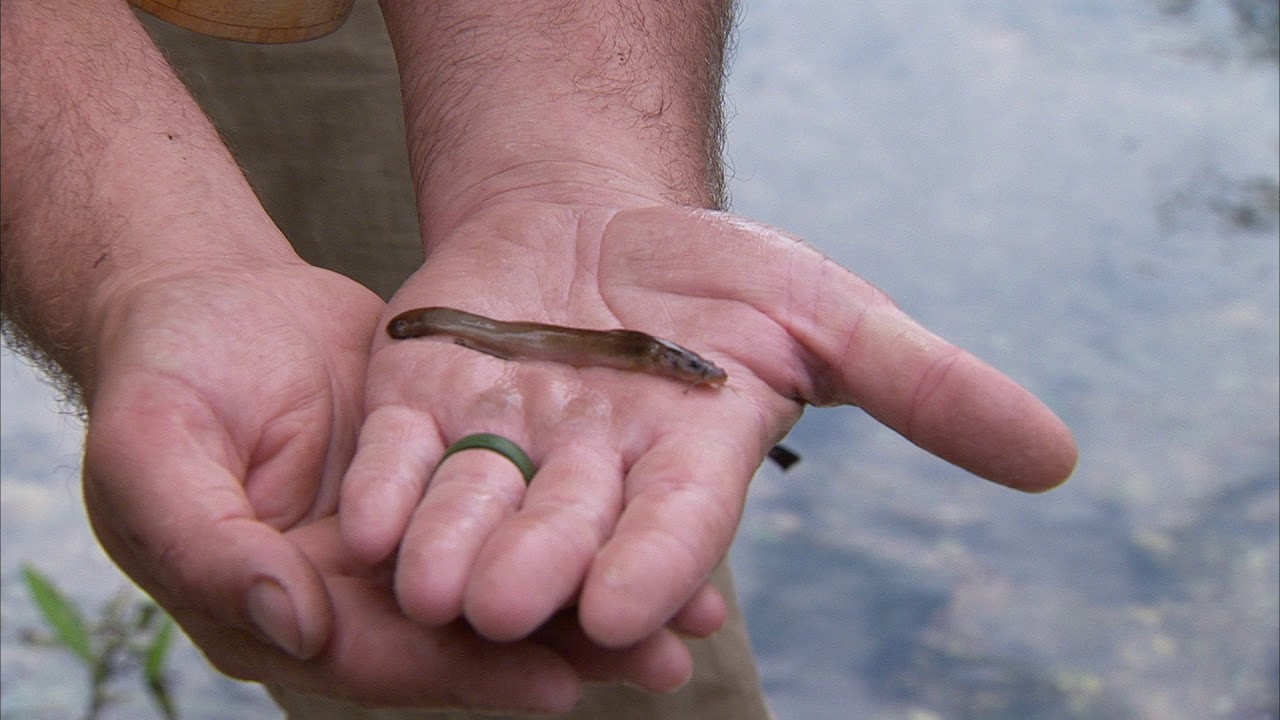 Microfishing 101