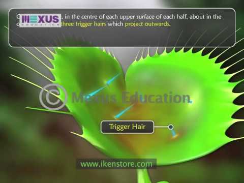 Insectivorous Plants Video Lecture - SSS 1