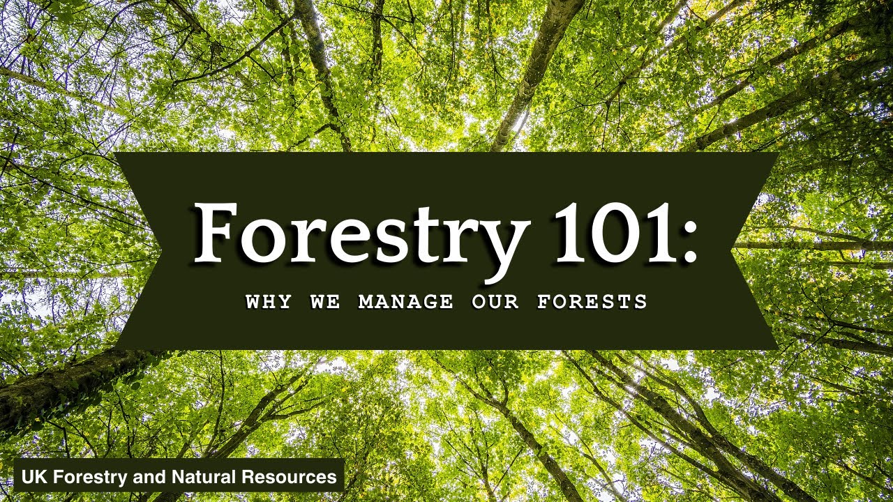Forestry 101: Why We Manage Our Forests