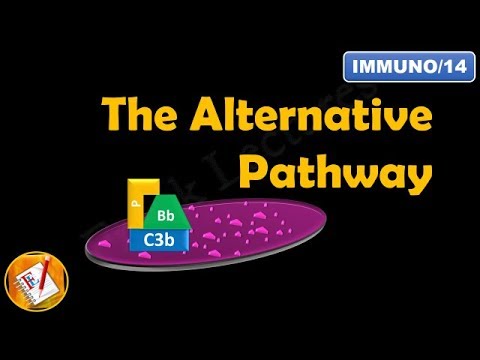 The Alternative Pathway - The Complement System (Part II) (FL-Immuno/14)