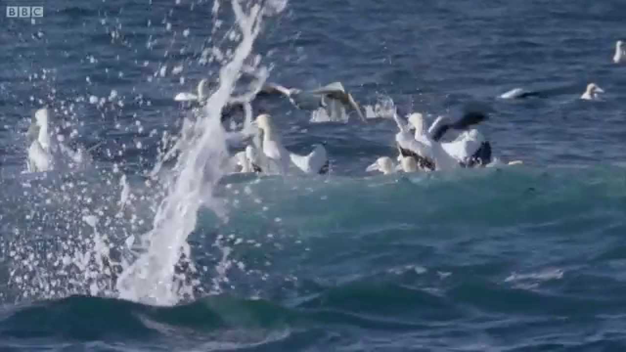 Torpedo Gannet Diving! | Nature's Great Events w/ David Attenborough | BBC