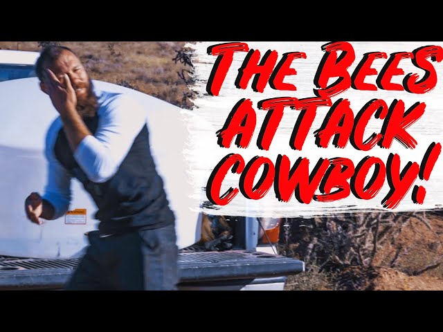 UFC News: Donald Cerrone gets swarmed by bees at the BMF Ranch