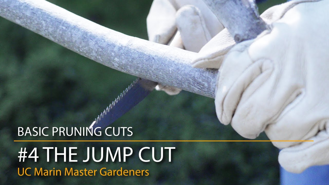 Basic Pruning Cuts 4: Jump Cut