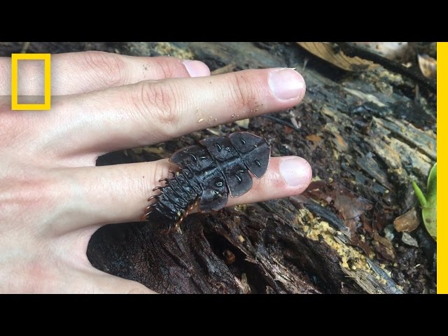 The Trilobite Beetle - The Awesomer