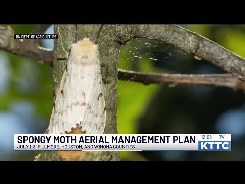 Minnesota Department of Agriculture to address spread of spongy moth