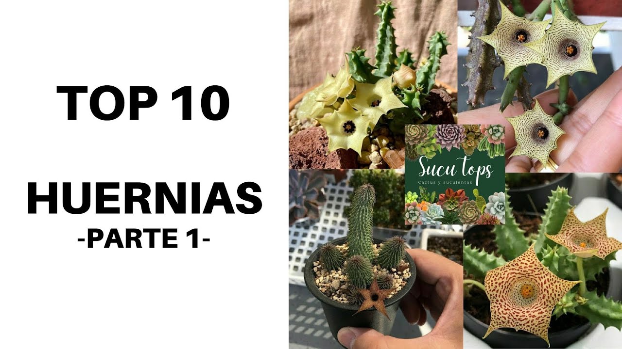 TOP 10 HUERNIAS, PARTE 1