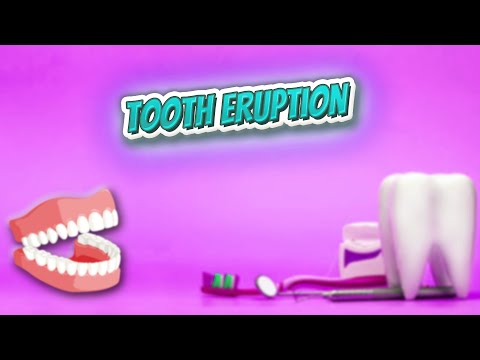 Tooth eruption - Everything Dentistry πππβ