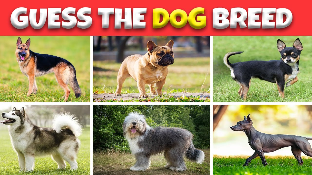 Ultimate Dog Lover Trivia!! Guess the Breed Easy/Medium/Impossible