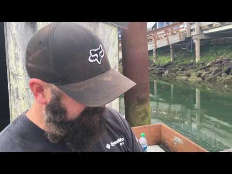 How to remove halibut cheeks