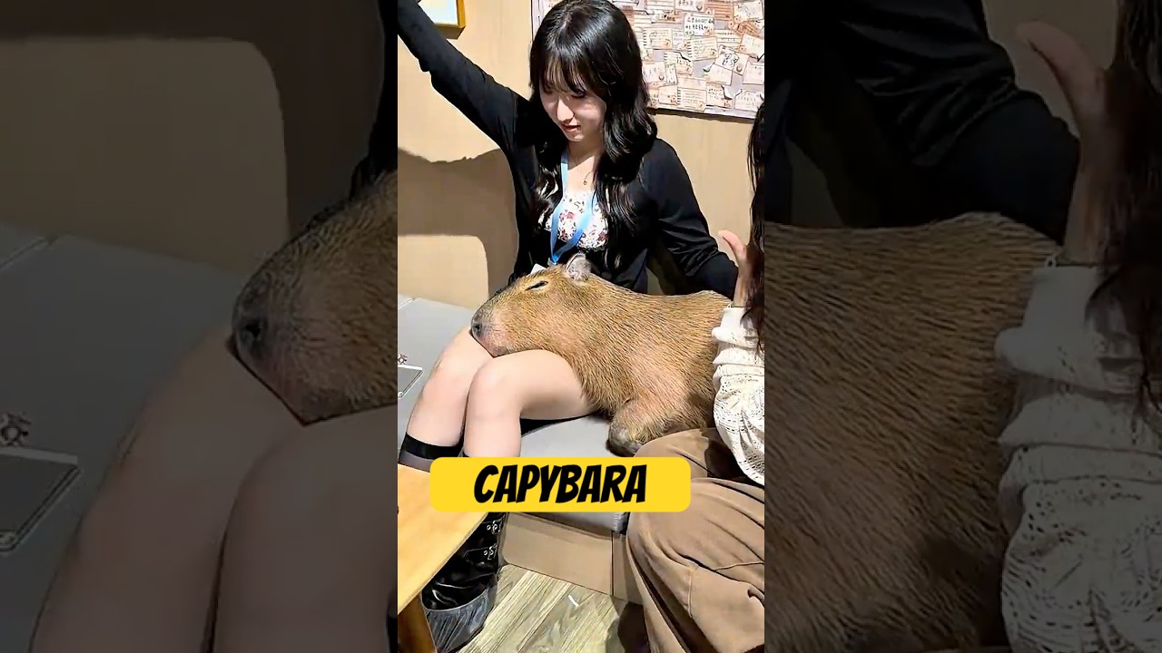 Capybara Facts You Didn’t Know 🐹 | The World’s Friendliest Giant Rodent