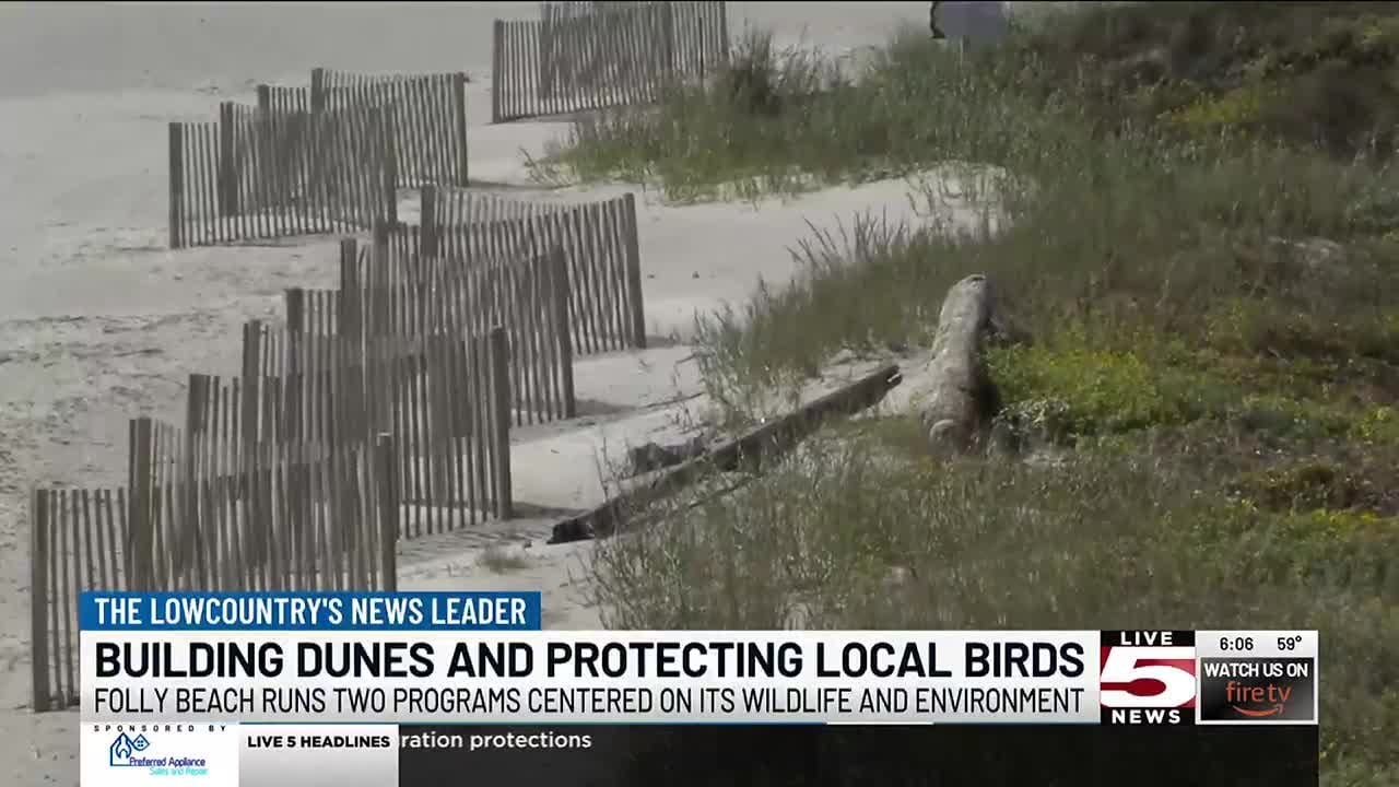 VIDEO: Folly Beach adopts dune and bird migration protections