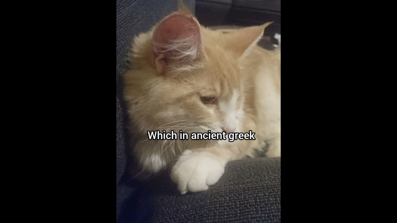 Now you know, you're welcome 👀 #cat #funny #foryou #memes #fyp #didyouknow