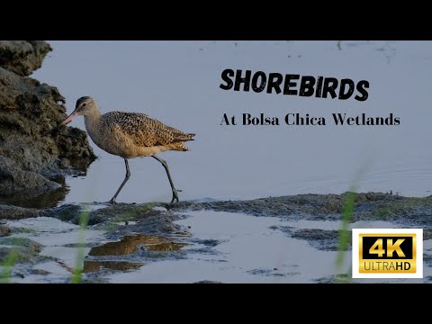 Shorebirds in 4k at Bolsa Chica Wetlands