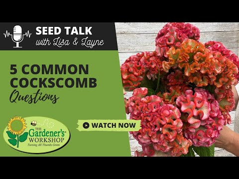 Seed Talk #92 - 5 Common Cockscomb Questions