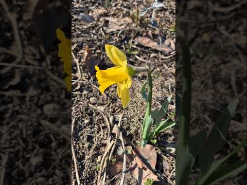Yellow daffodil #springvibes