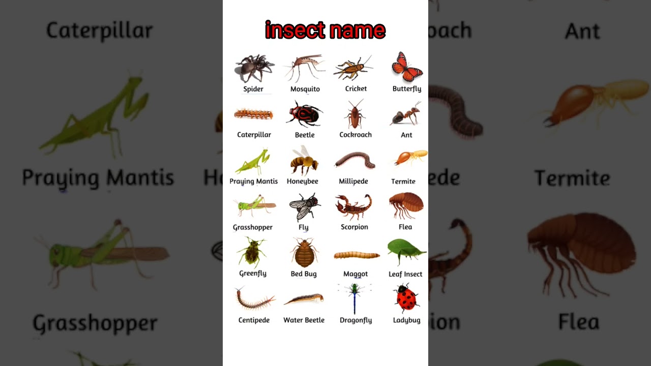 insect name#insectname #insects #spider#mosquito #cockroach #butterfly #ladybug#education#shorts.