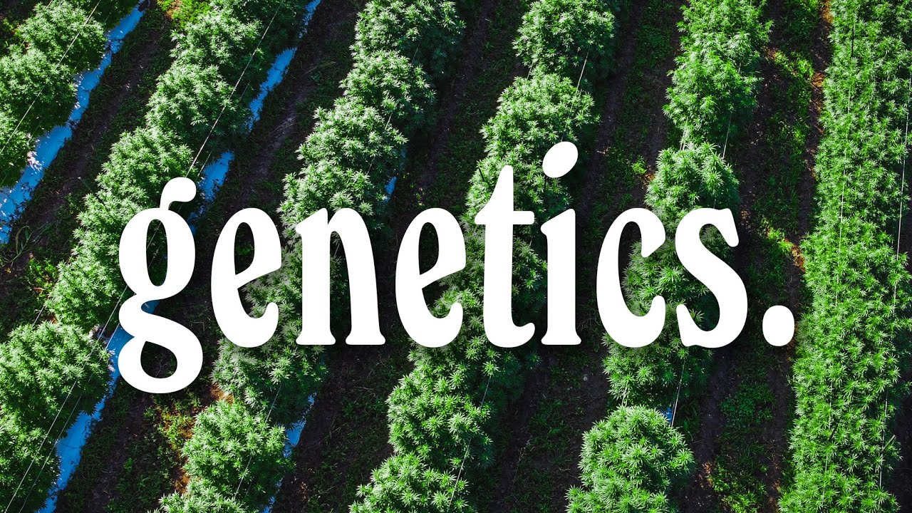 Cannabis Genetics: What to look for when growing outdoors. #cannabiscultivation