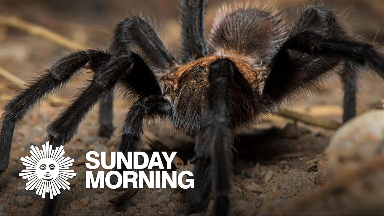 Tarantulas: Why you shouldn't be afraid