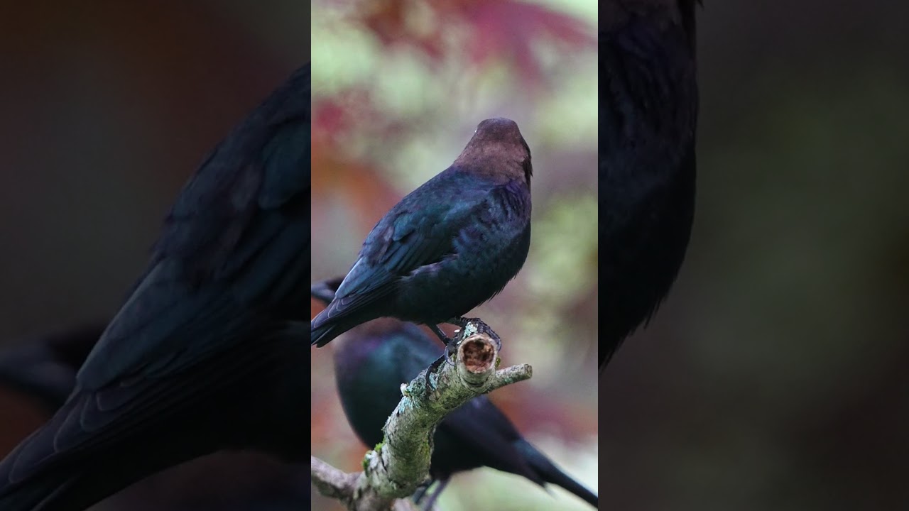 Brown-Headed Cowbirds performing group bowing ritual #birds #funnyanimals #nature