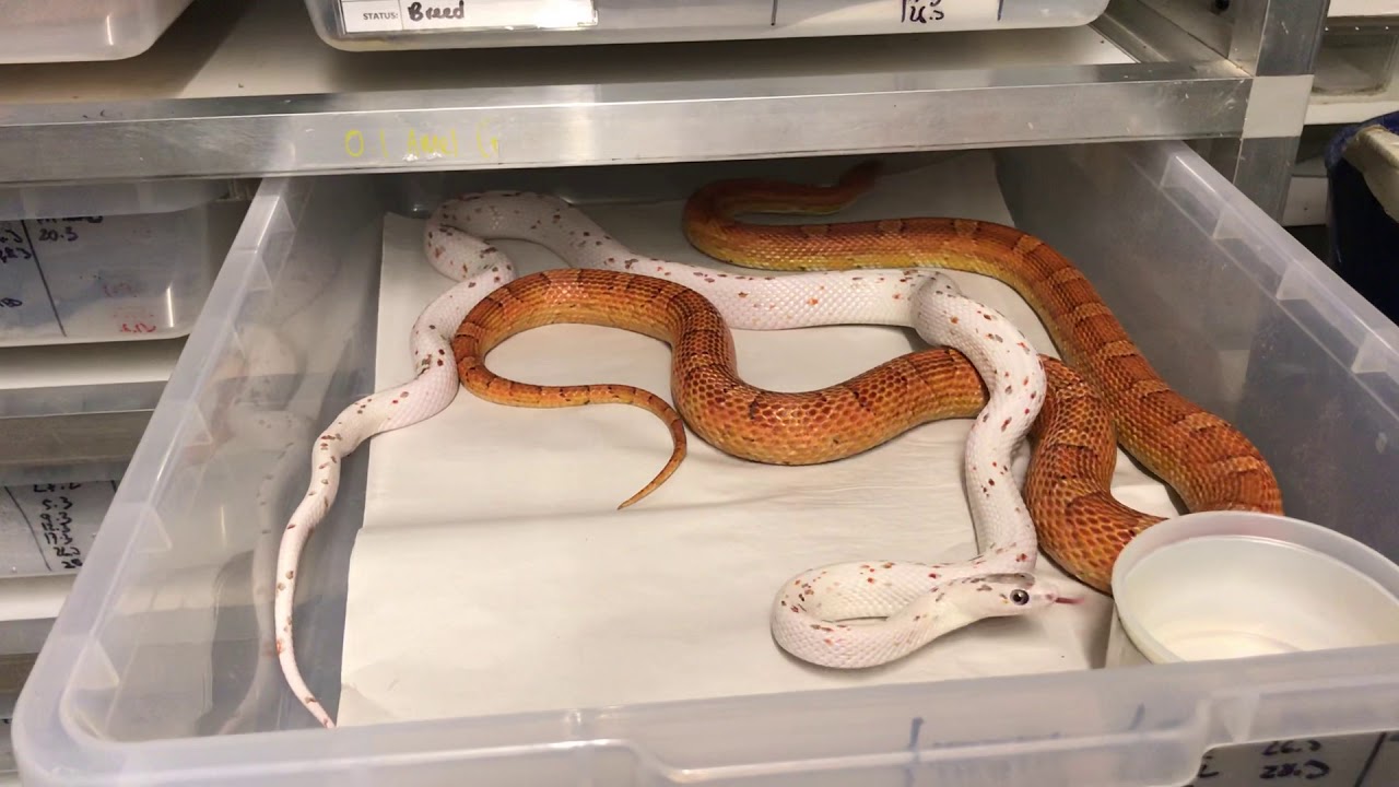 Mating behaviour: Corn snakes