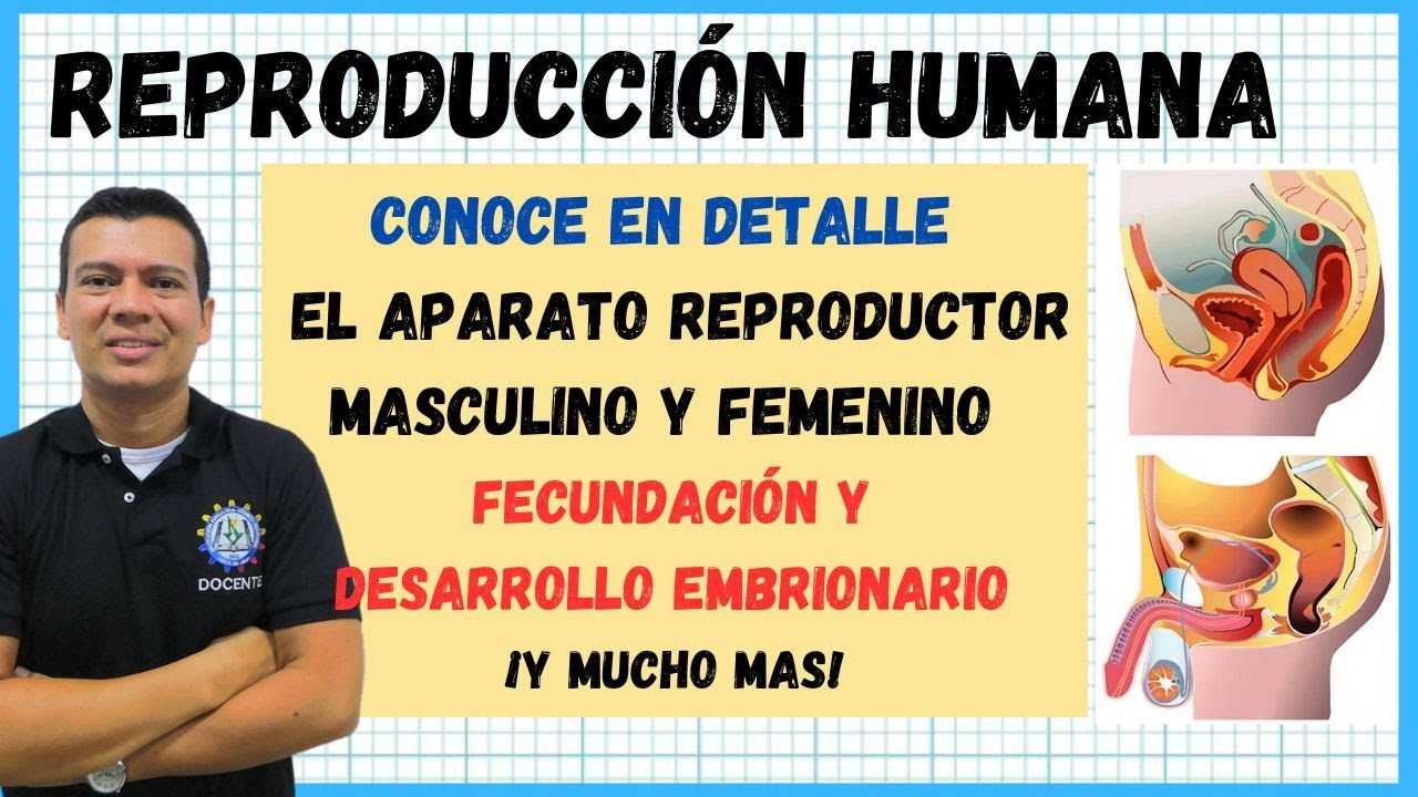 🏅HUMAN REPRODUCTION. MALE AND FEMALE REPRODUCTIVE SYSTEMS. FERTILIZATION, EMBRYONIC DEVELOPMENT