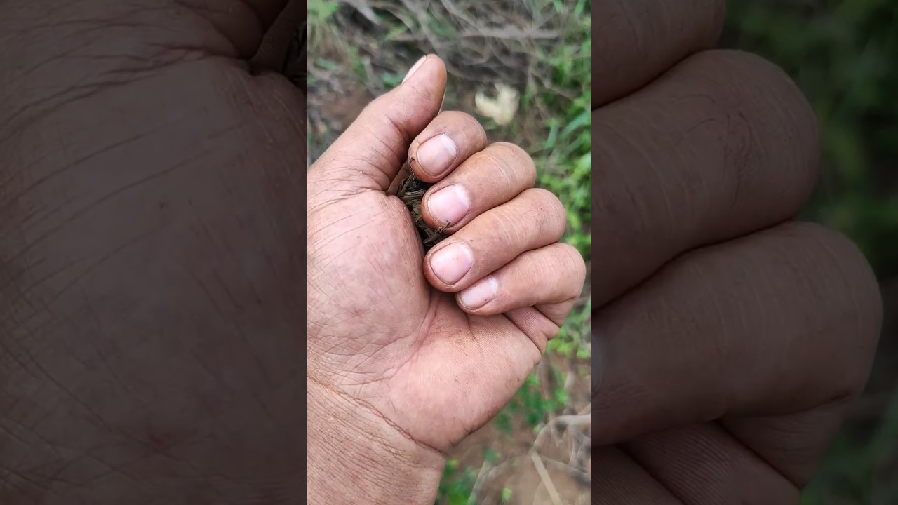 My beetle is my love #beetle #animals #anyuniqueanimals #nature #wildlife