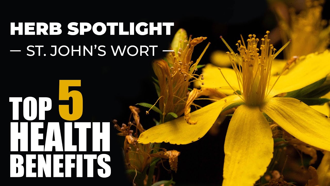 Top 5 Benefits of St. John's Wort - Herb Spotlight