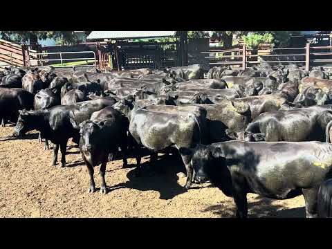 Video 24 1 2024, 9 37 15 am