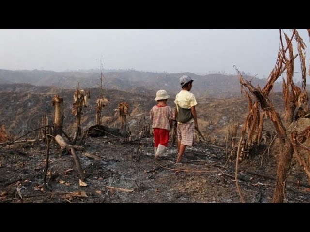 Deforestation in Myanmar: Causes, Consequences, and Solutions