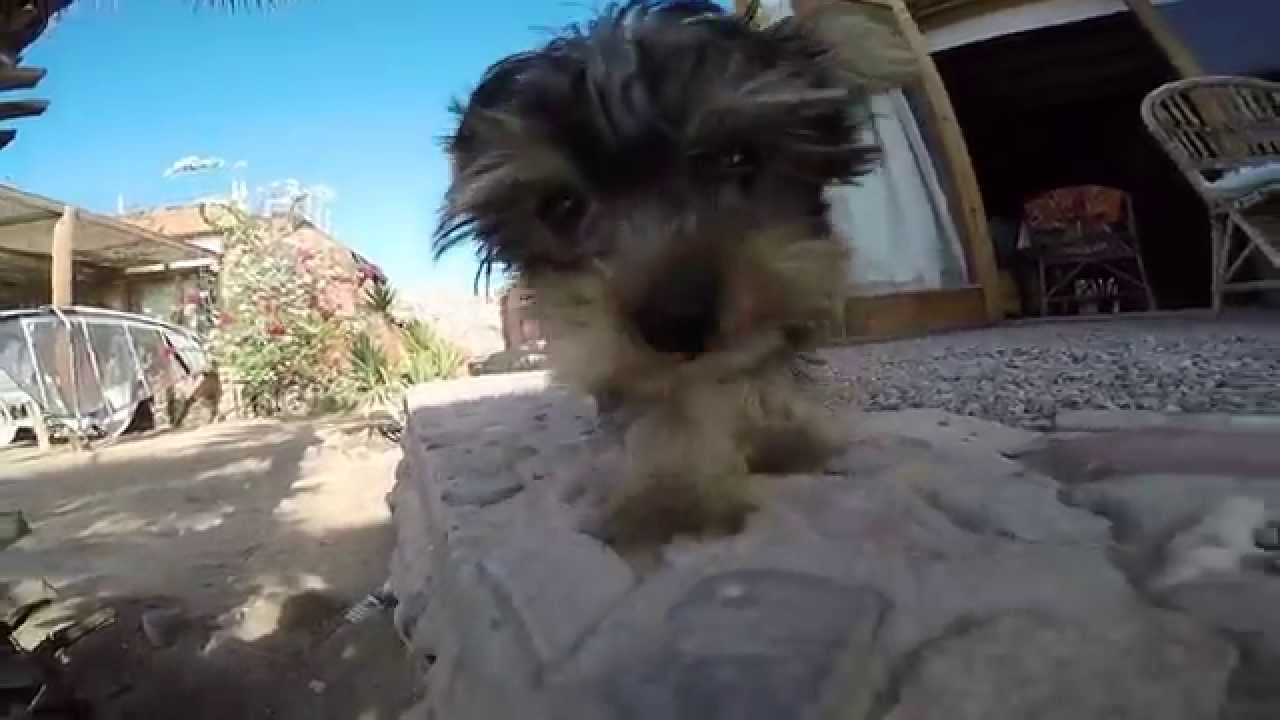 Cute Yorkshire in Taba Egypt.. GoPro 4 Silver 1080 superview