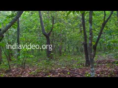 Man Made Forest In India -Kasargod -” Abdul Kareem Forest “ | CHENNAI ...